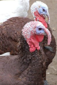 Bourbon Red Turkey - Breed Profile - Backyard Poultry